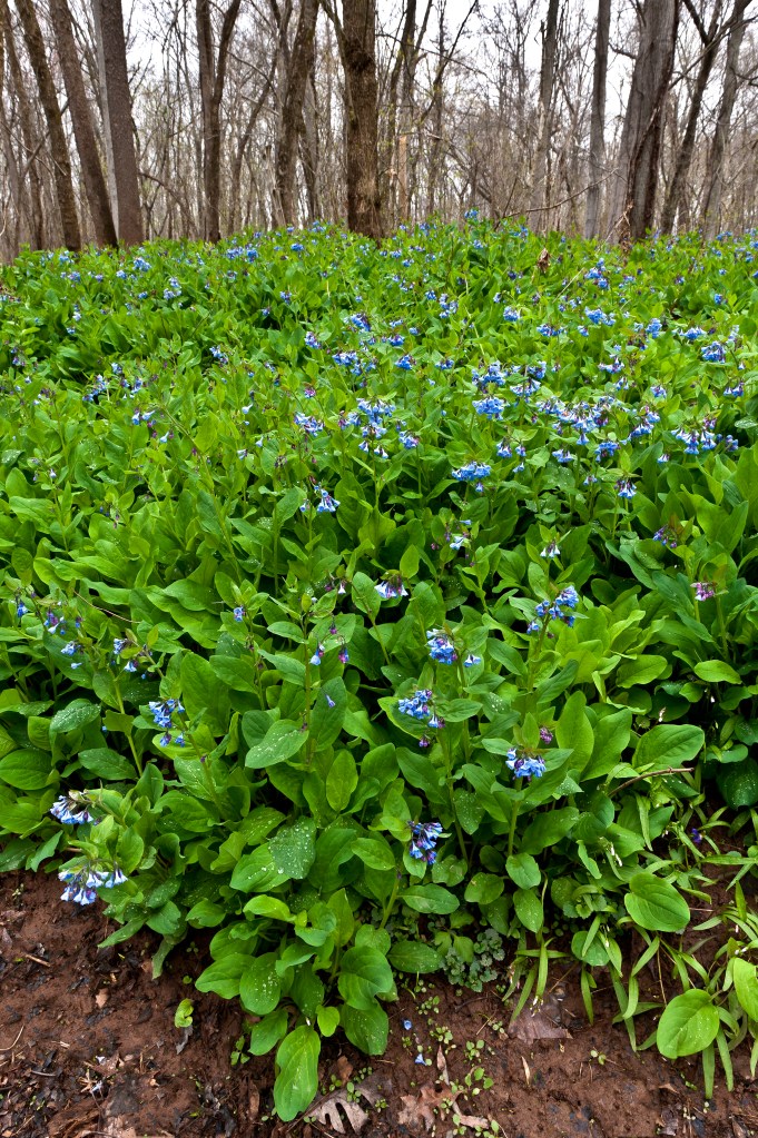 Virginia Bluebells at Merrimac Farm Wildlife Management Area | Stephen ...