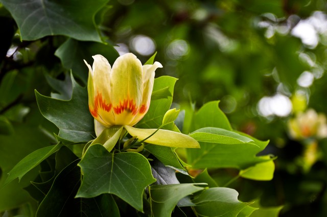 Spring in Northern Virginia | Stephen L Tabone Nature Photography