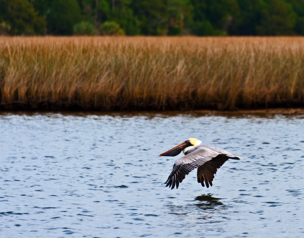 Carrabelle in the Panhandle of Florida | Stephen L Tabone Nature ...