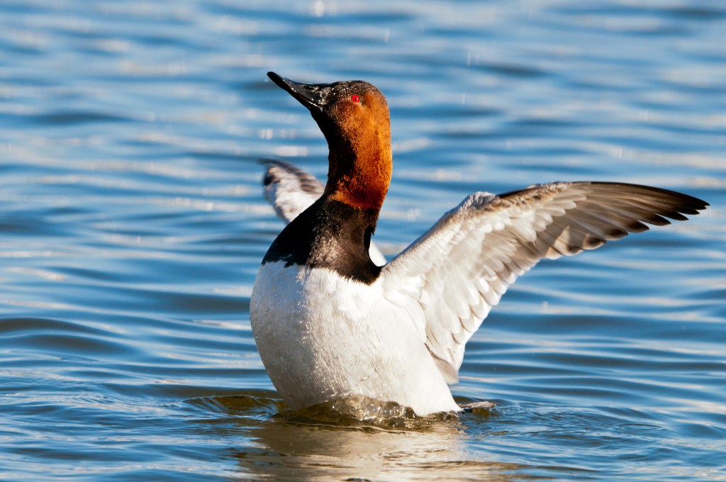 More Images from Florida | Stephen L Tabone Nature Photography