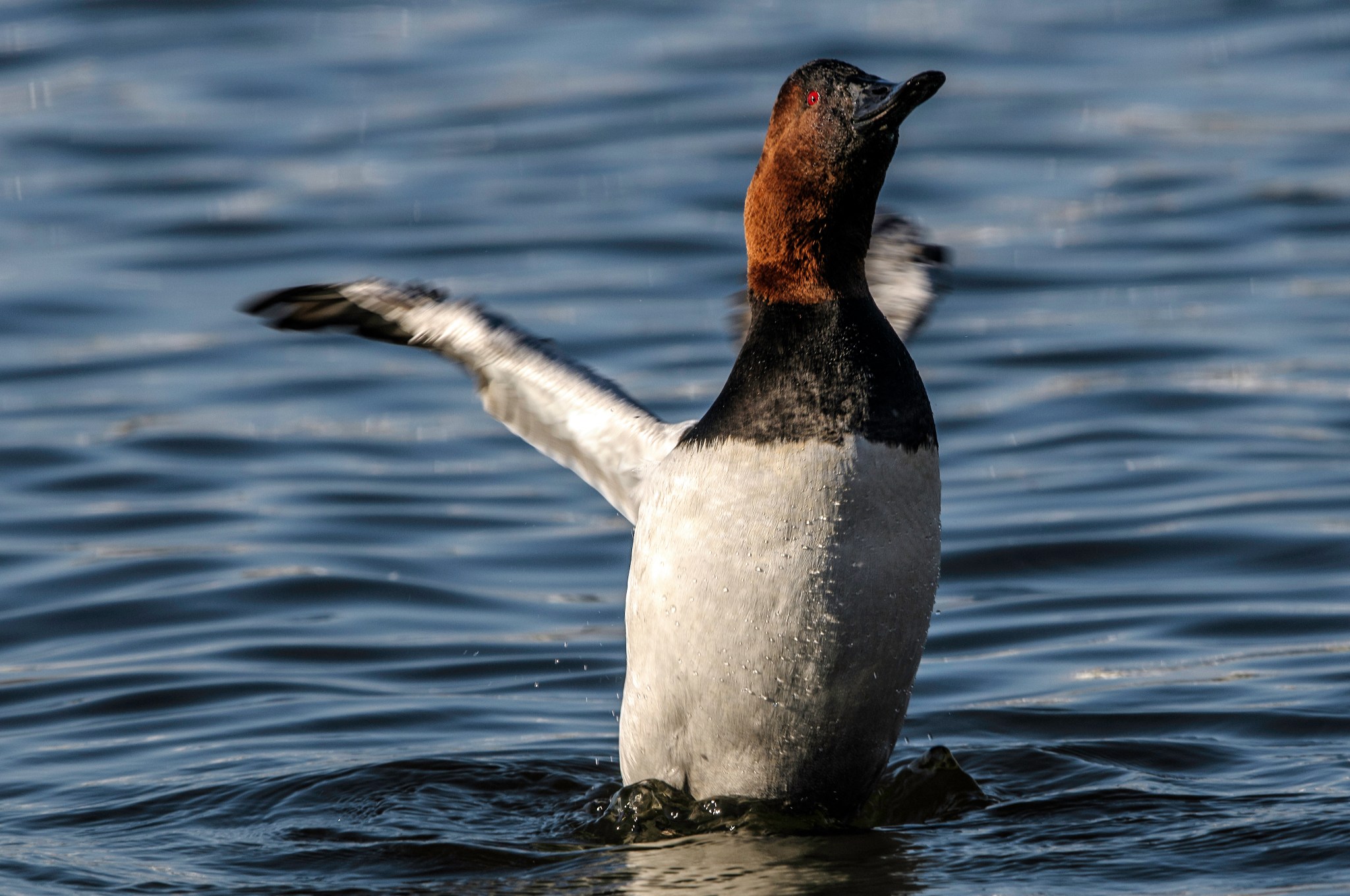 More Ducks from Cambridge, Maryland | Stephen L Tabone Nature Photography