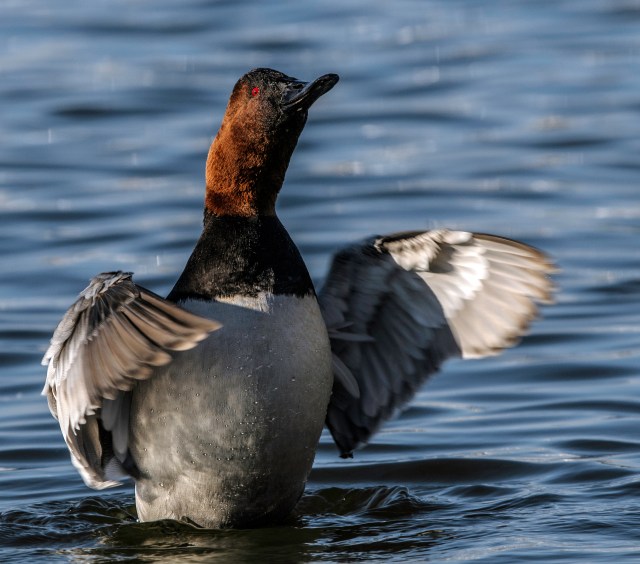More Ducks from Cambridge, Maryland | Stephen L Tabone Nature Photography
