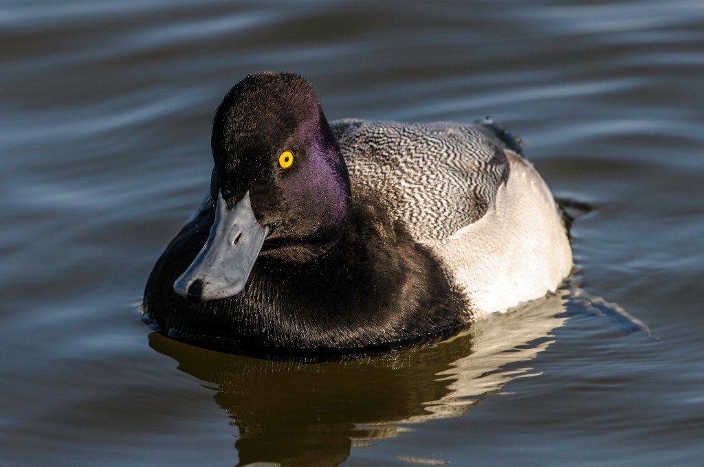 More Ducks from Cambridge, Maryland | Stephen L Tabone Nature Photography