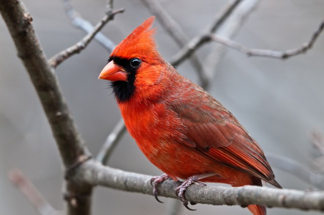 It’s Like Living in an Aviary | Stephen L Tabone Nature Photography