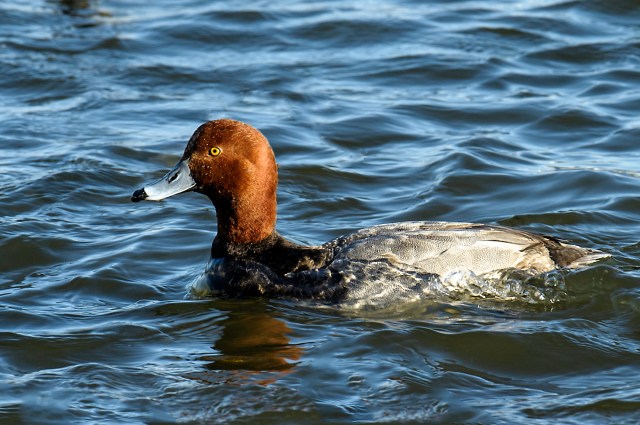 More Ducks from Cambridge, Maryland | Stephen L Tabone Nature Photography