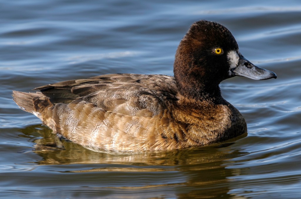 More Ducks from Cambridge, Maryland | Stephen L Tabone Nature Photography