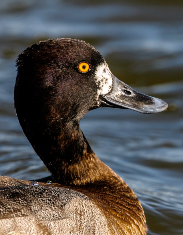 More Ducks from Cambridge, Maryland | Stephen L Tabone Nature Photography