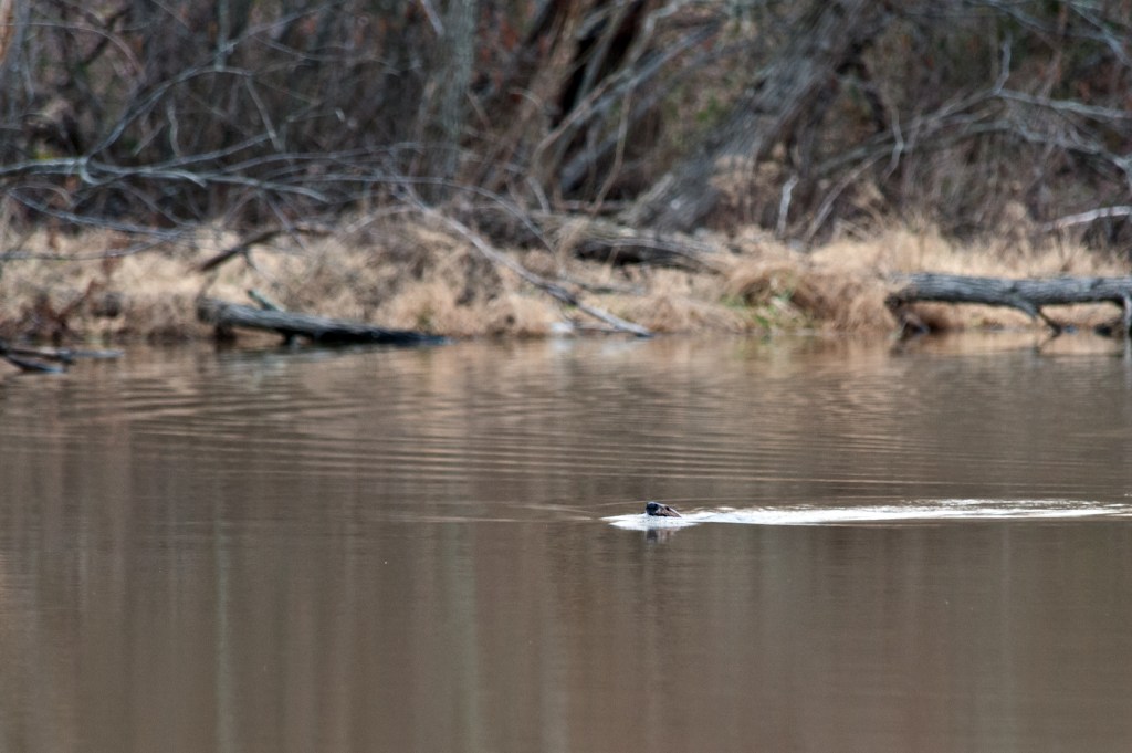 North American Beaver on Lake Montclair, Virginia | Stephen L Tabone ...