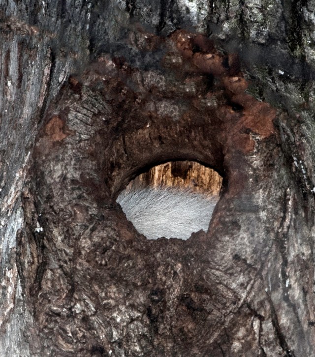 White-tailed Squirrel | Stephen L Tabone Nature Photography