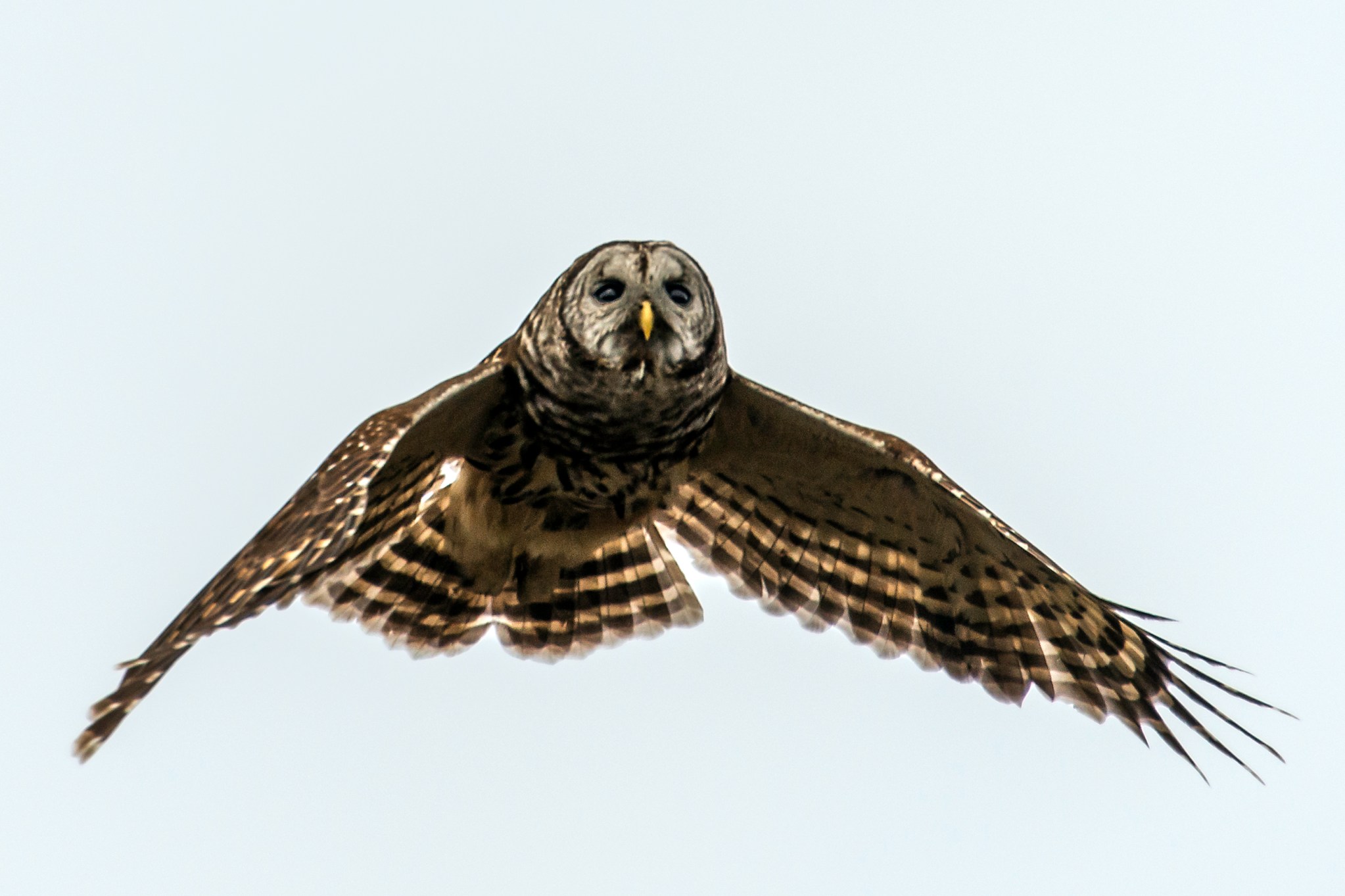 Barred Owls | Stephen L Tabone Nature Photography