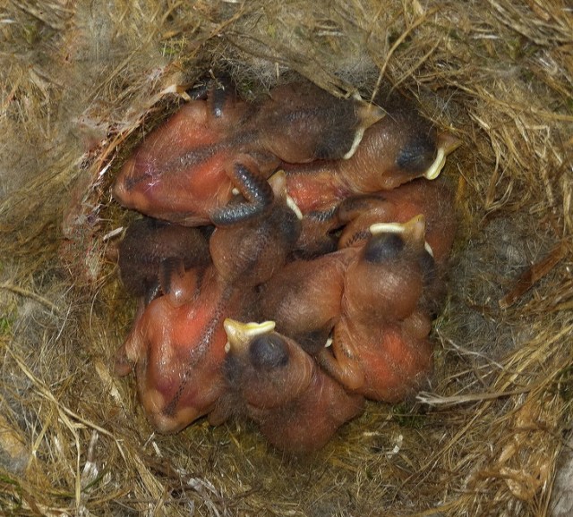 Baby Eastern Bluebirds and Bluebird Eggs | Stephen L Tabone Nature ...