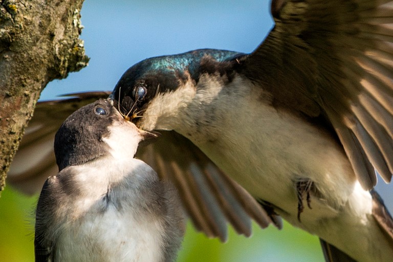 Tree Swallow Fledgling at the Rappahannock River | Stephen L Tabone ...
