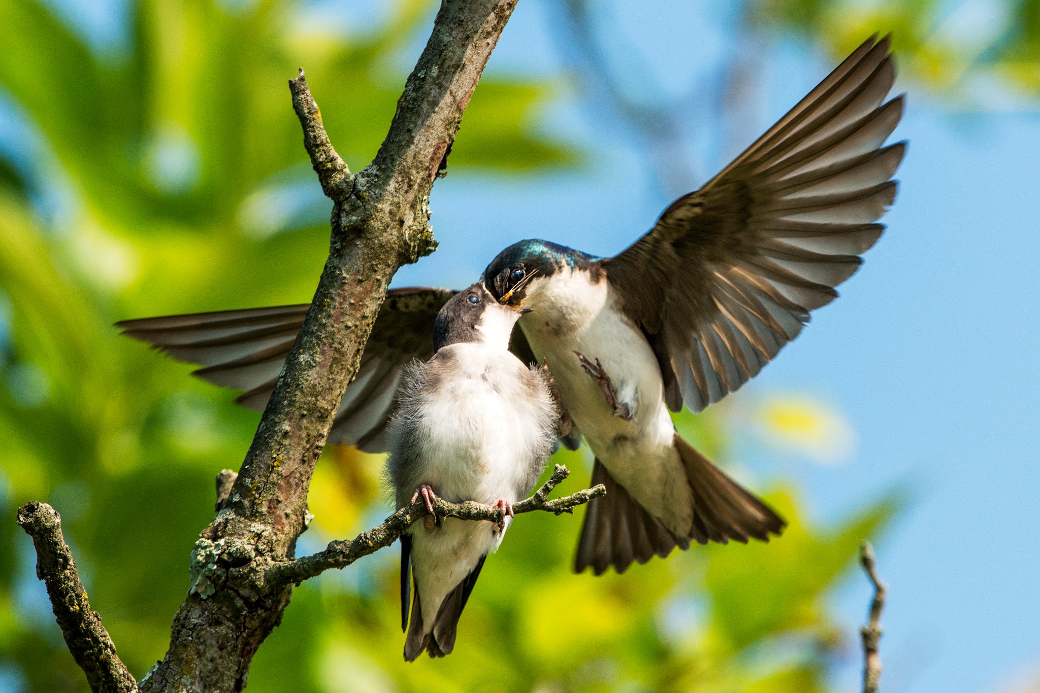 Tree Swallow Fledgling at the Rappahannock River | Stephen L Tabone ...