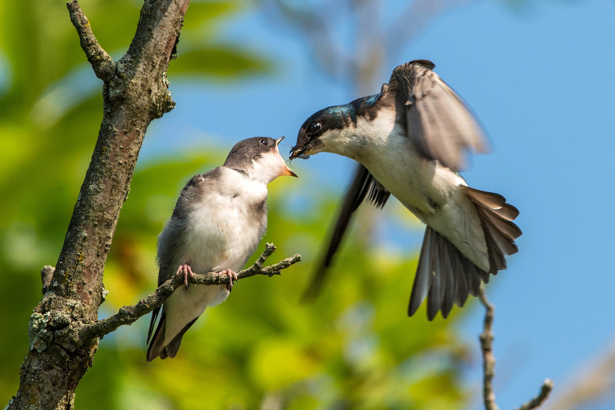 Tree Swallow Fledgling at the Rappahannock River | Stephen L Tabone ...