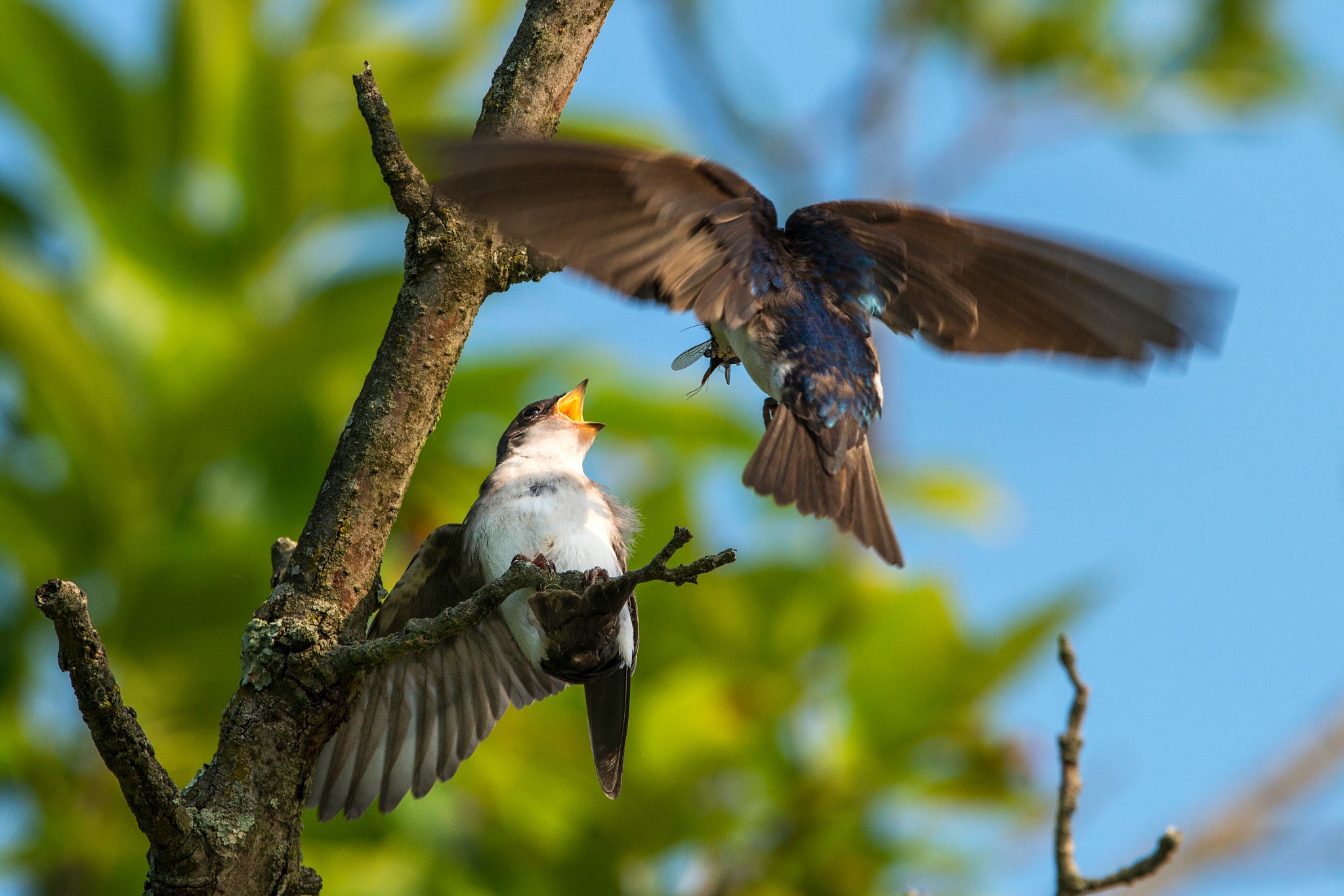 Tree Swallow Fledgling at the Rappahannock River | Stephen L Tabone ...