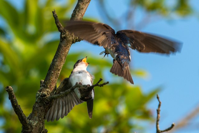 Tree Swallow Fledgling at the Rappahannock River | Stephen L Tabone ...