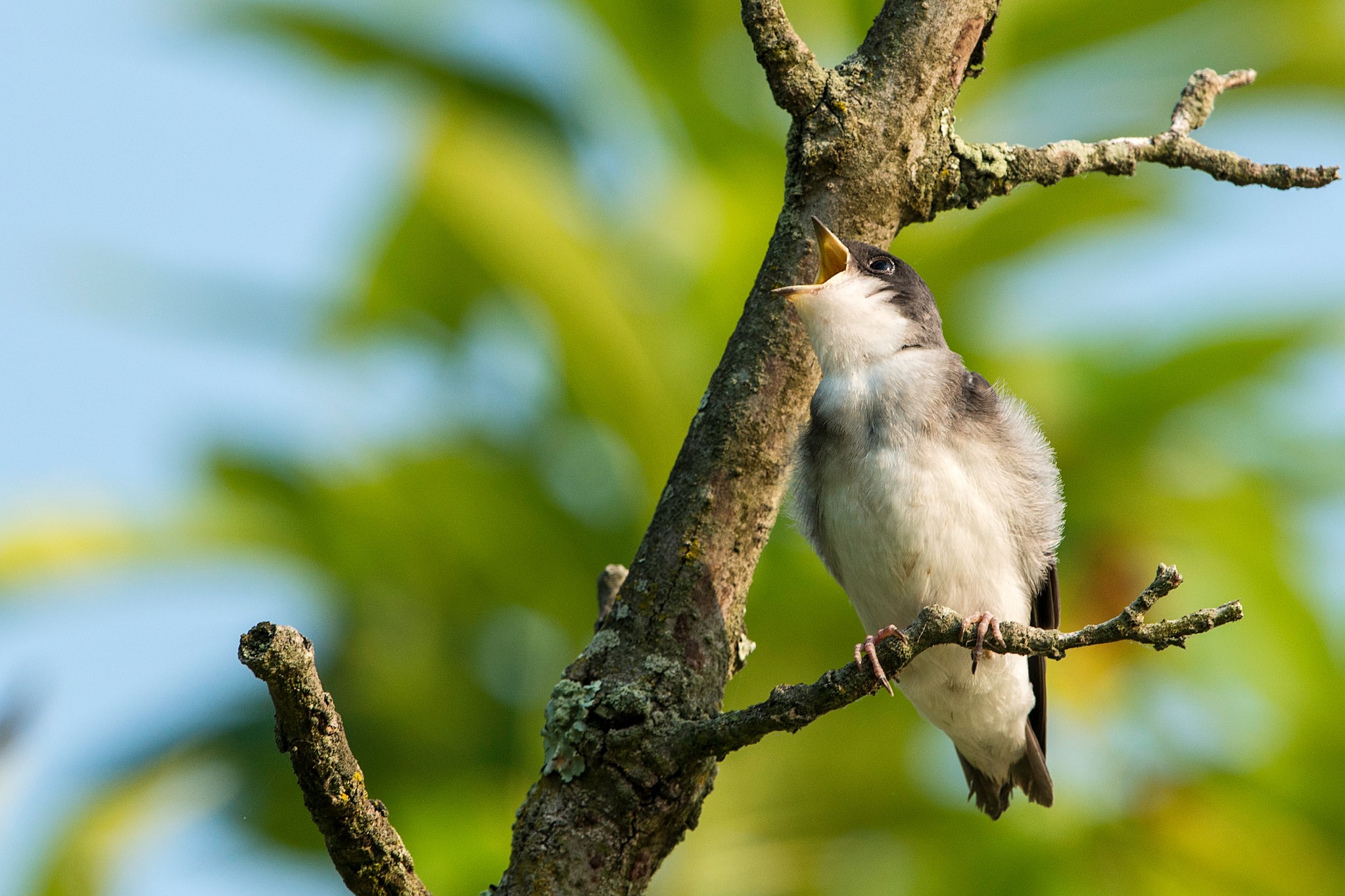 Tree Swallow Fledgling at the Rappahannock River | Stephen L Tabone ...