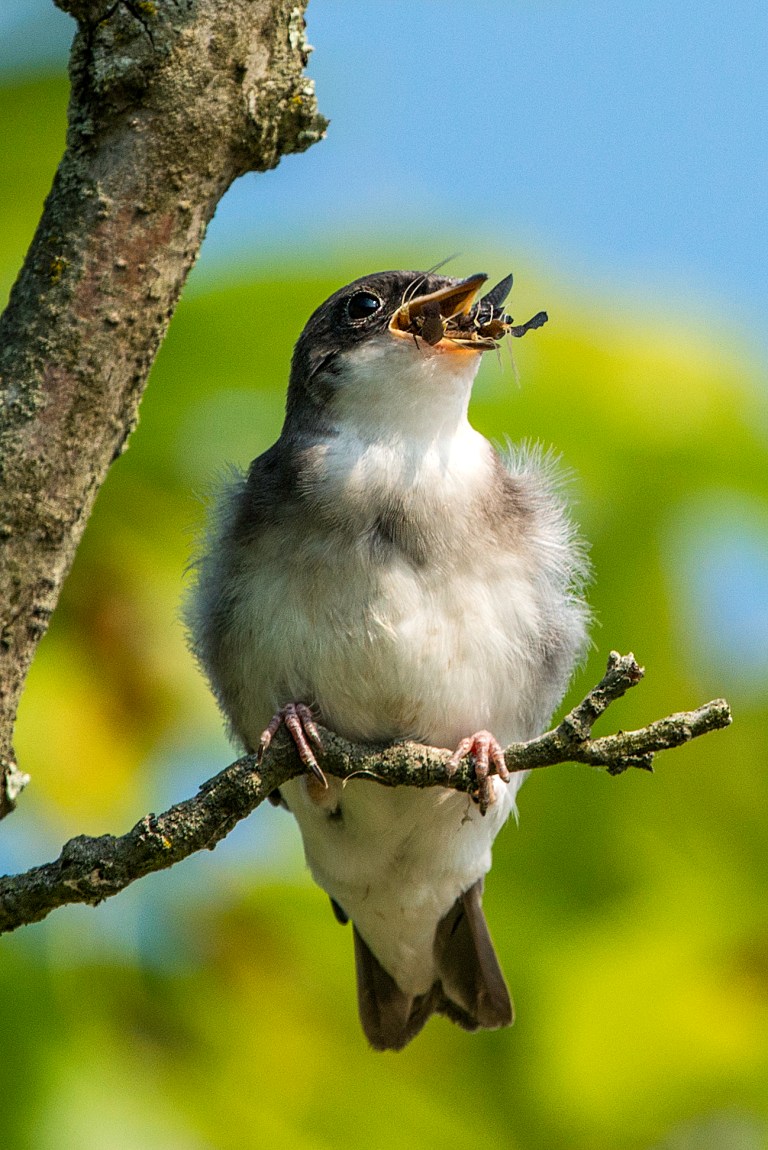 Tree Swallow Fledgling at the Rappahannock River | Stephen L Tabone ...