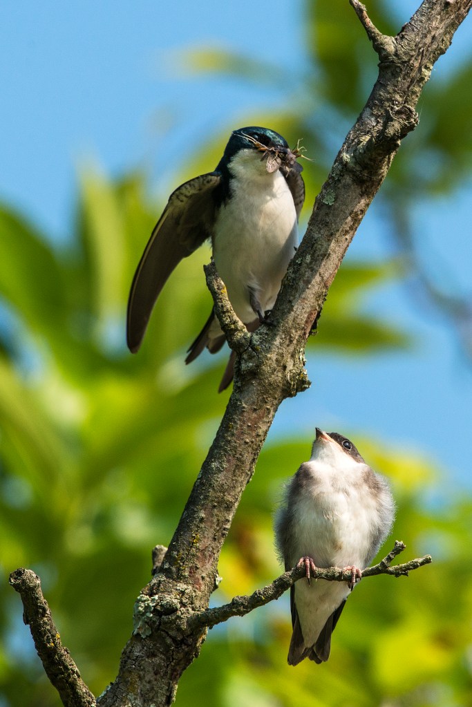 Tree Swallow Fledgling at the Rappahannock River | Stephen L Tabone ...