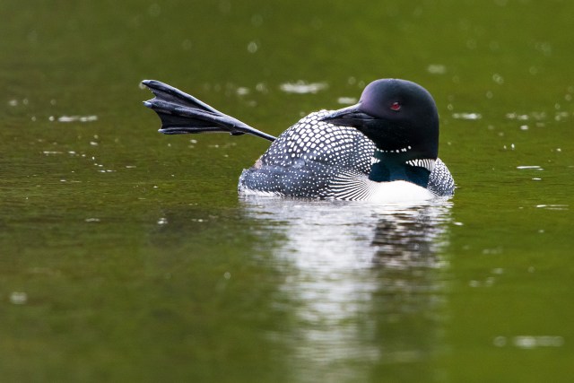 First Images from Maine — Bass Harbor Head Lighthouse, Puffins, and ...