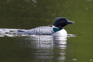 First Images from Maine — Bass Harbor Head Lighthouse, Puffins, and ...