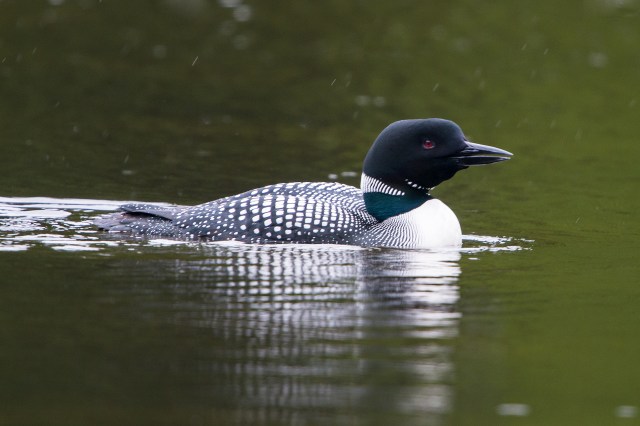 First Images from Maine — Bass Harbor Head Lighthouse, Puffins, and ...