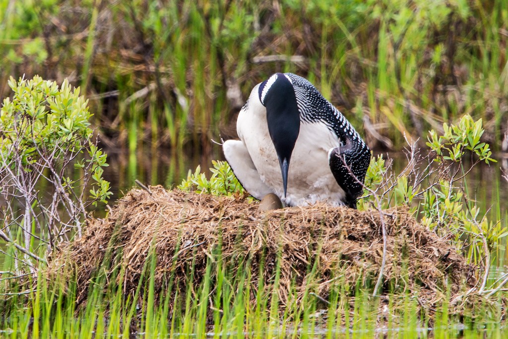 First Images from Maine — Bass Harbor Head Lighthouse, Puffins, and ...