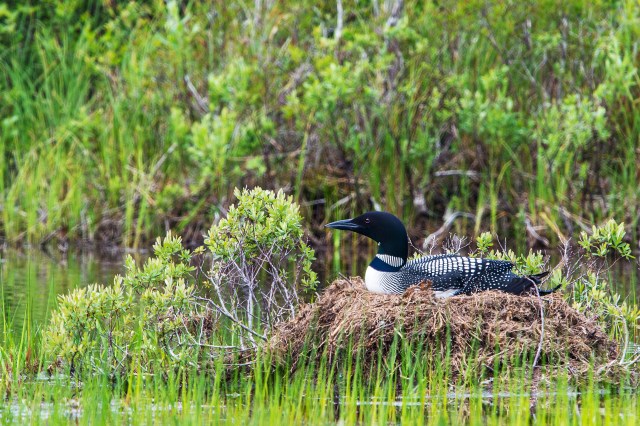 First Images from Maine — Bass Harbor Head Lighthouse, Puffins, and ...