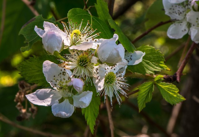 Maine Wildflowers | Stephen L Tabone Nature Photography