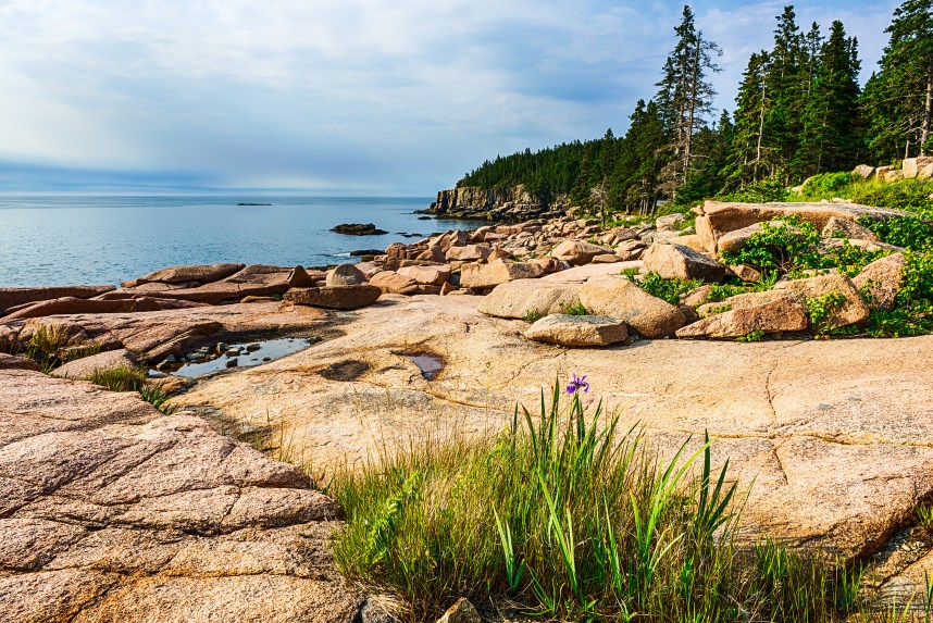 Maine Wildflowers | Stephen L Tabone Nature Photography