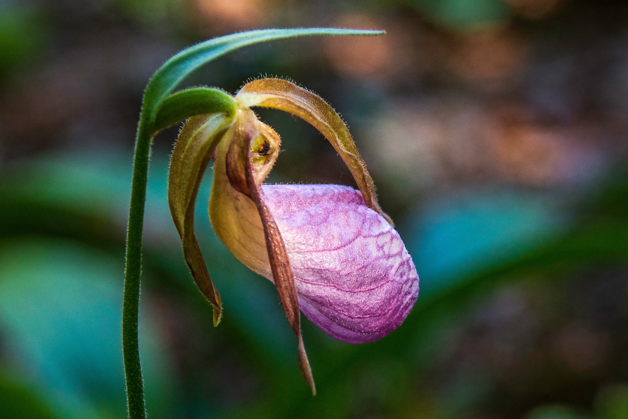 Maine Wildflowers | Stephen L Tabone Nature Photography