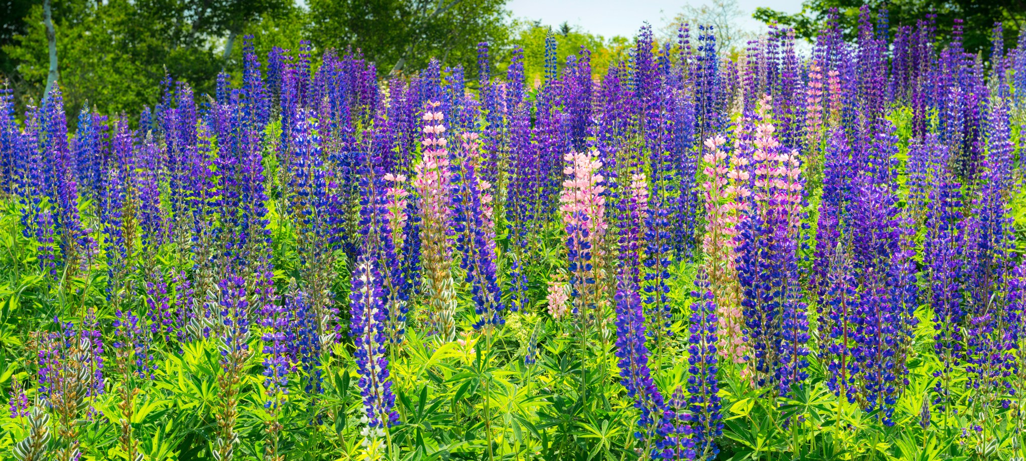 Maine Wildflowers | Stephen L Tabone Nature Photography