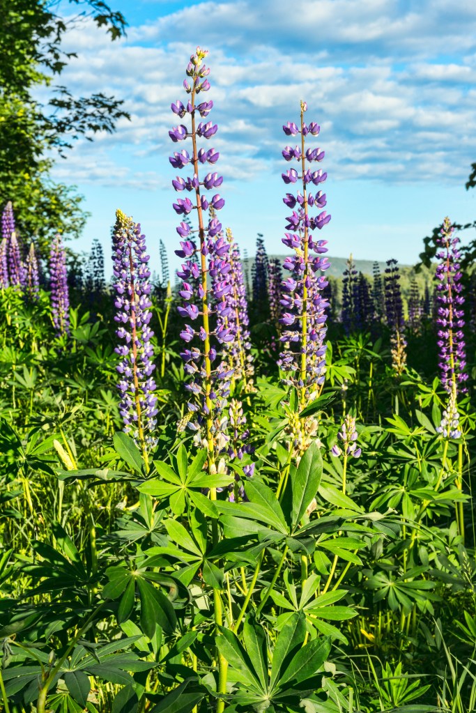 Maine Wildflowers | Stephen L Tabone Nature Photography
