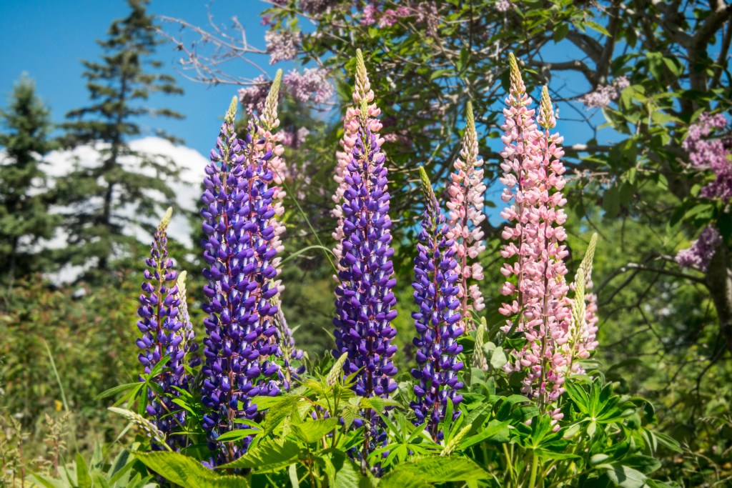 Maine Wildflowers | Stephen L Tabone Nature Photography