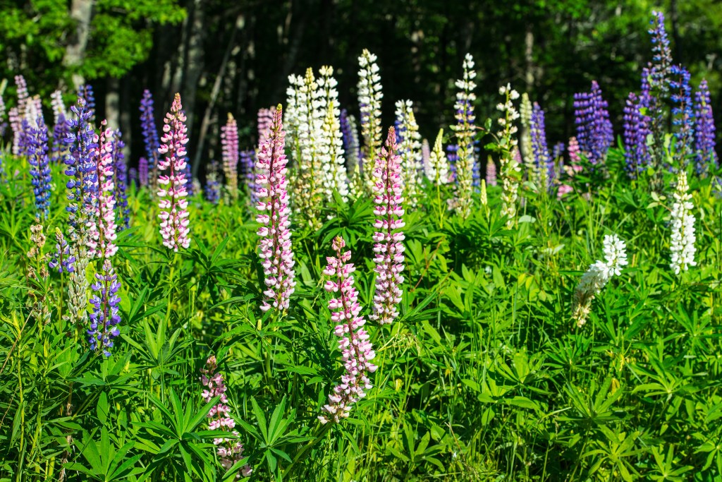 Maine Wildflowers | Stephen L Tabone Nature Photography