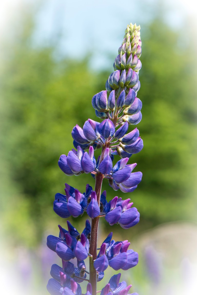 Maine Wildflowers | Stephen L Tabone Nature Photography