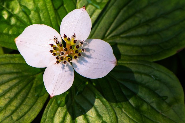 Maine Wildflowers | Stephen L Tabone Nature Photography