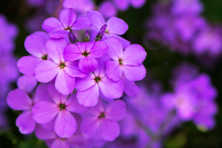 Maine Wildflowers | Stephen L Tabone Nature Photography