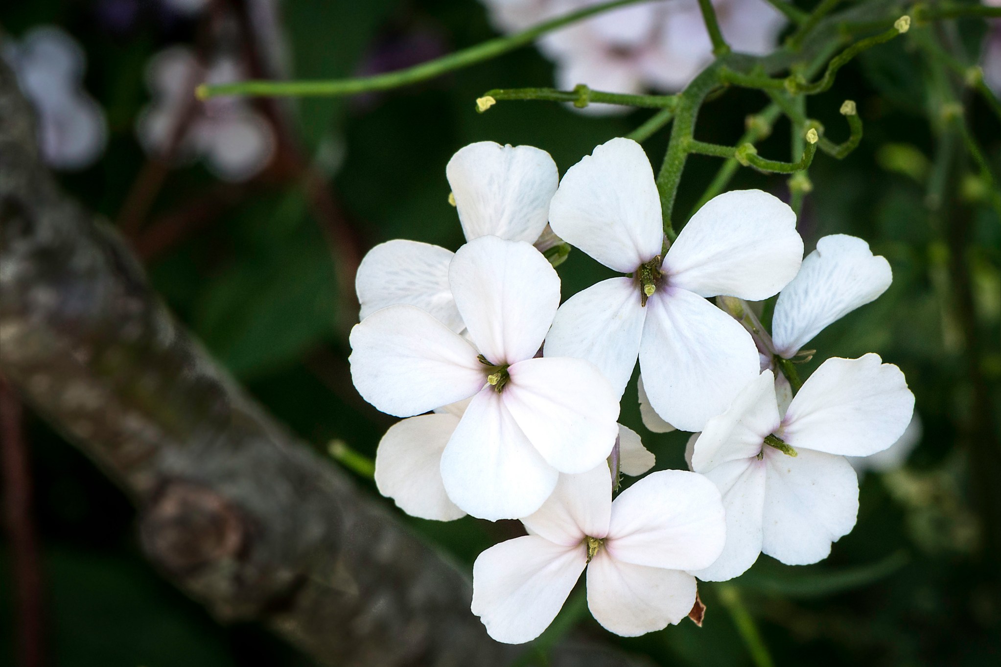 Maine Wildflowers | Stephen L Tabone Nature Photography