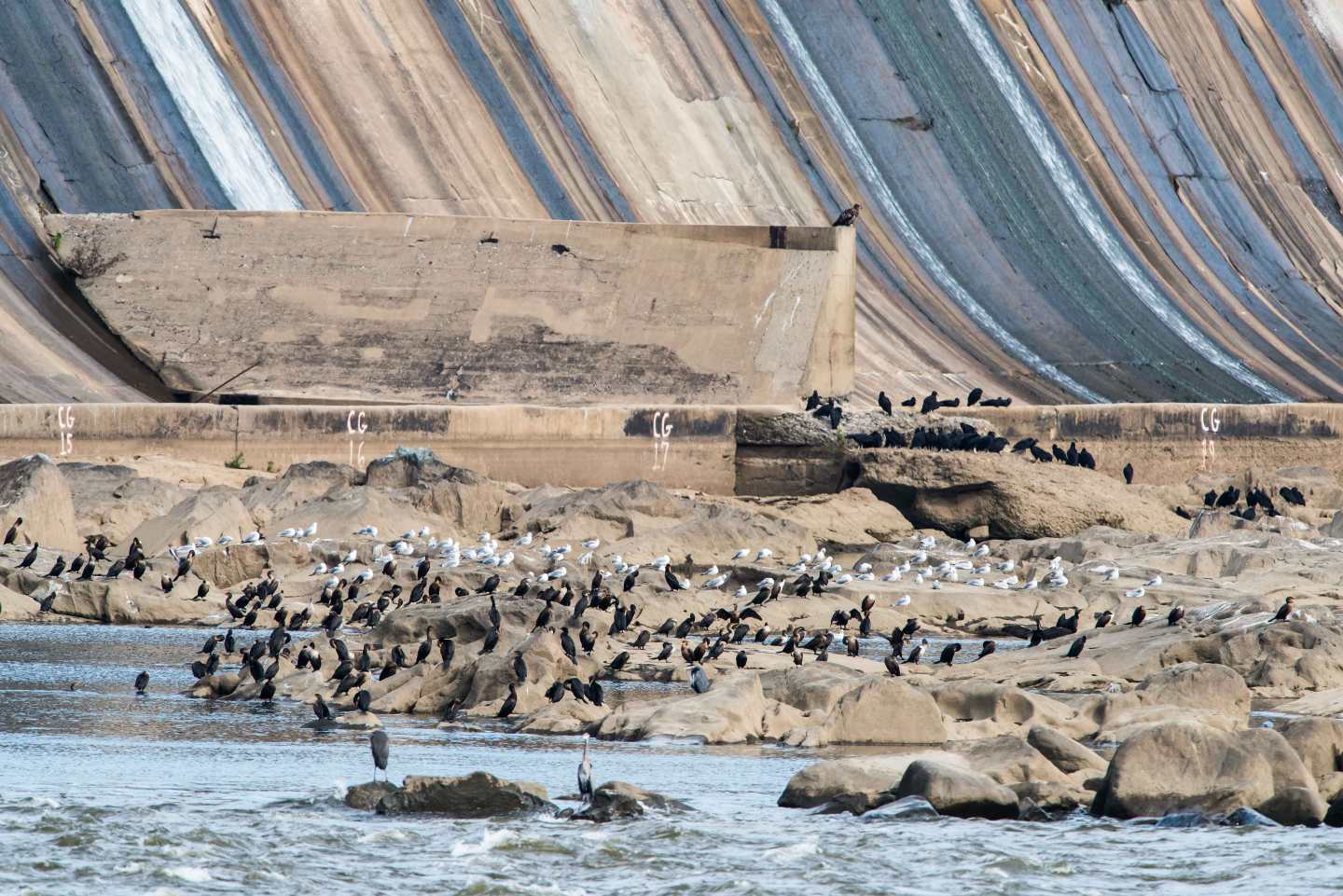 American Bald Eagles at Conowingo Dam | Stephen L Tabone Nature Photography