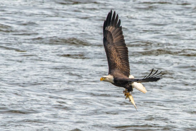 American Bald Eagles at Conowingo Dam | Stephen L Tabone Nature Photography
