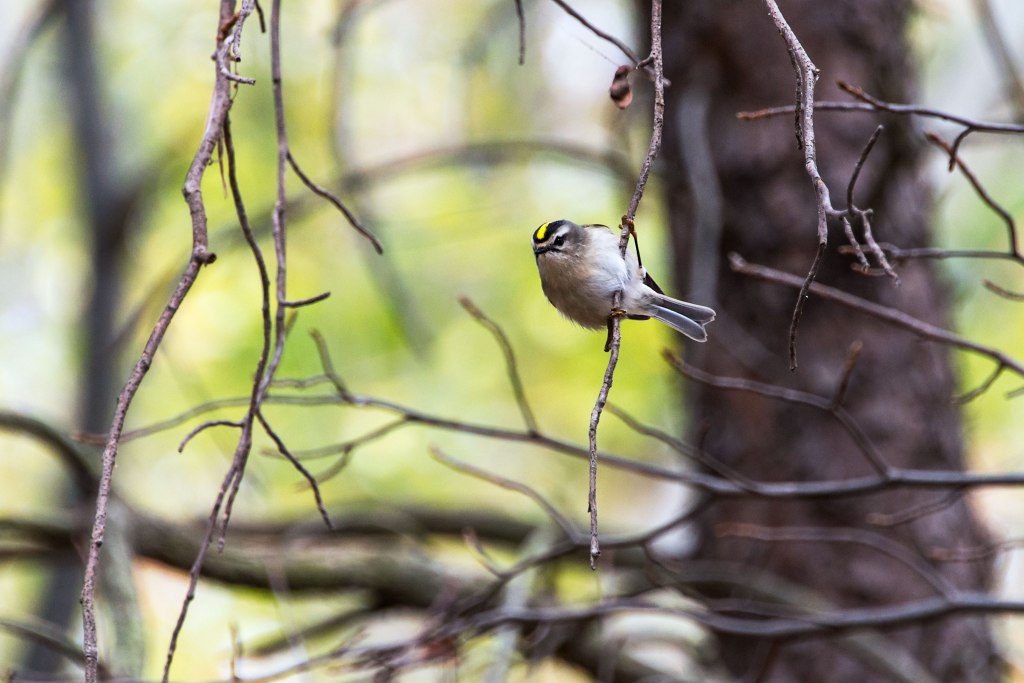 Stephen L Tabone Nature Photography | Fine Art Nature Photography | Page 15