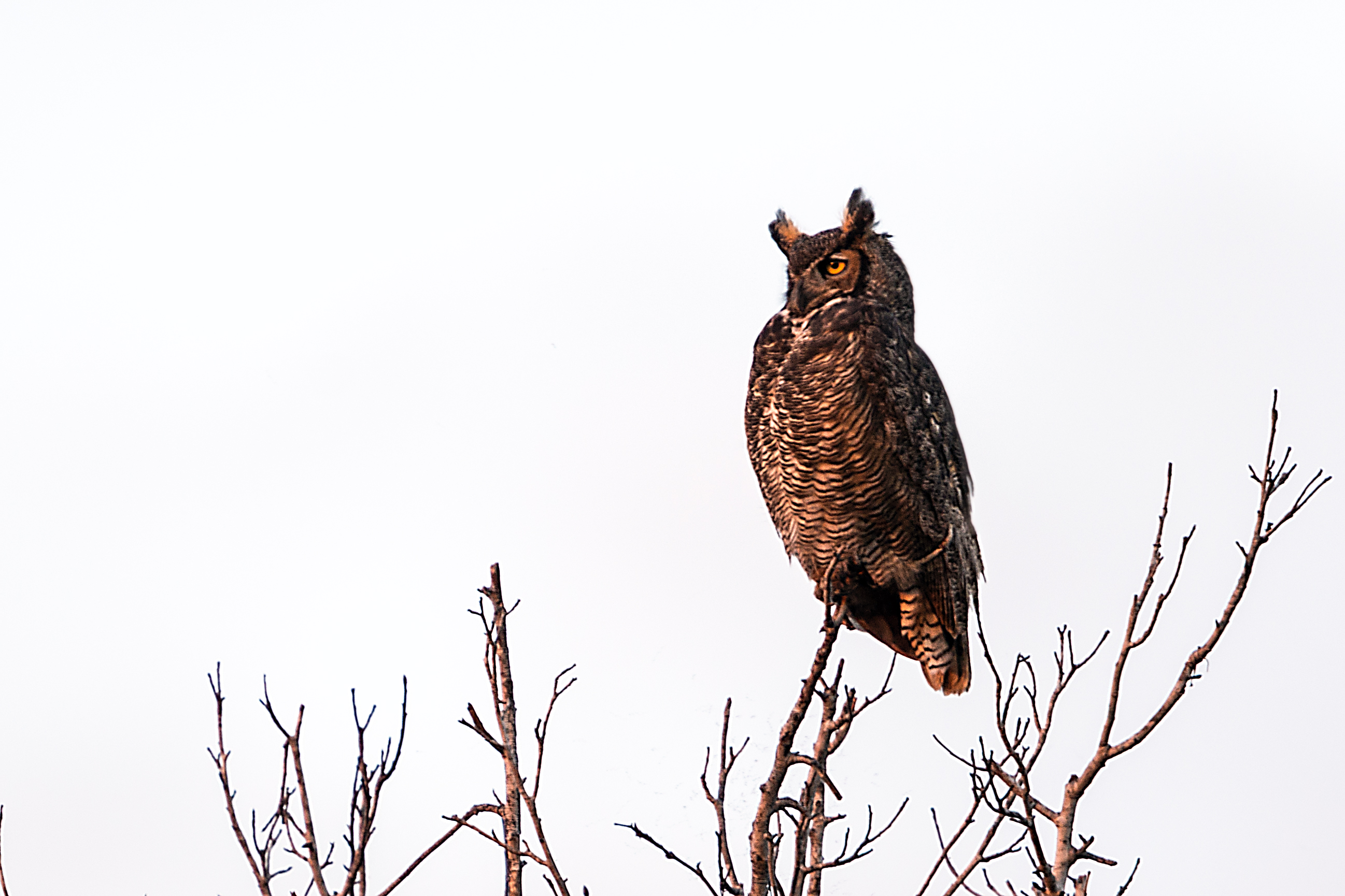 Great Horned Owl | Stephen L Tabone Nature Photography