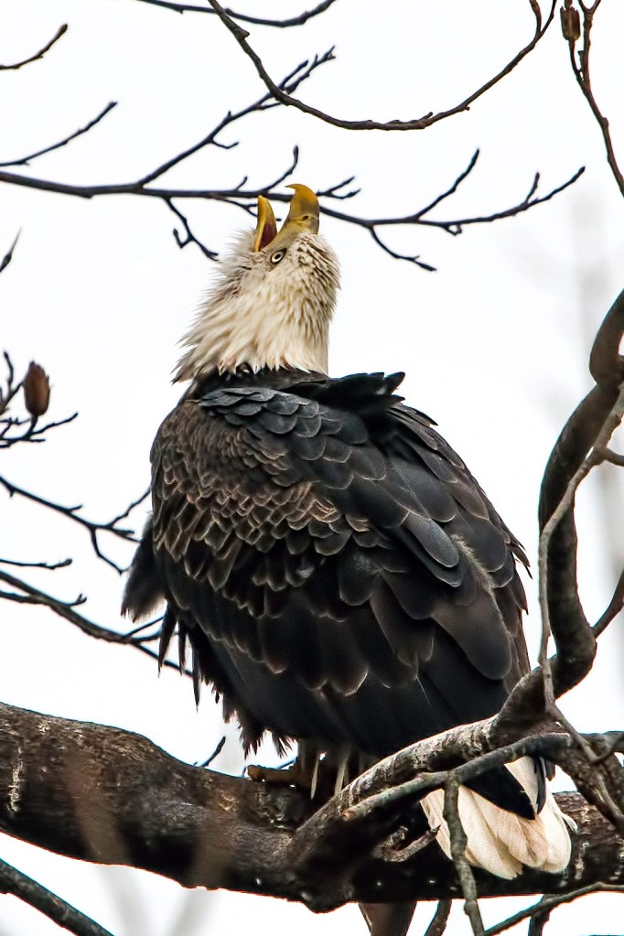 American Bald Eagles at Conowingo Dam | Stephen L Tabone Nature Photography