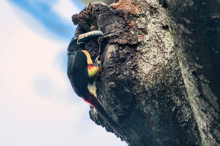 Collared Aracaris at Pico Bonito, Honduras | Stephen L Tabone Nature ...