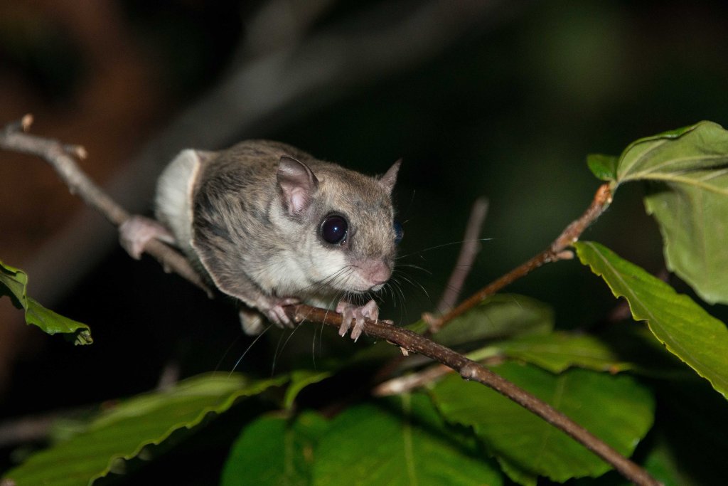 Flying Squirrels and a Red Fox in the Same Evening | Stephen L Tabone ...
