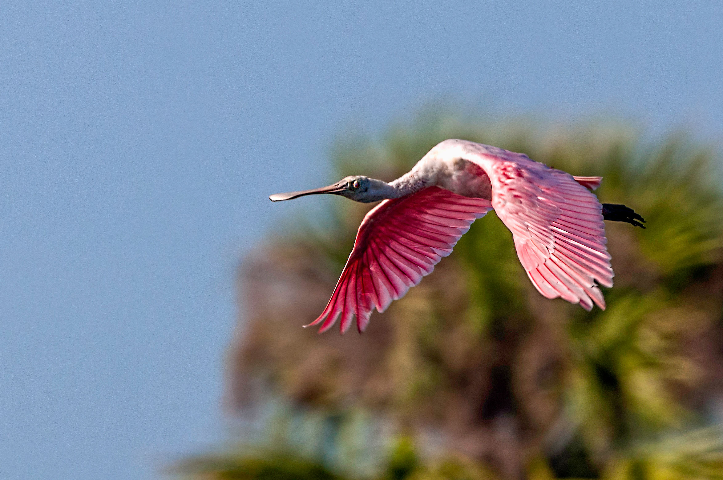 Spoonbill Flying