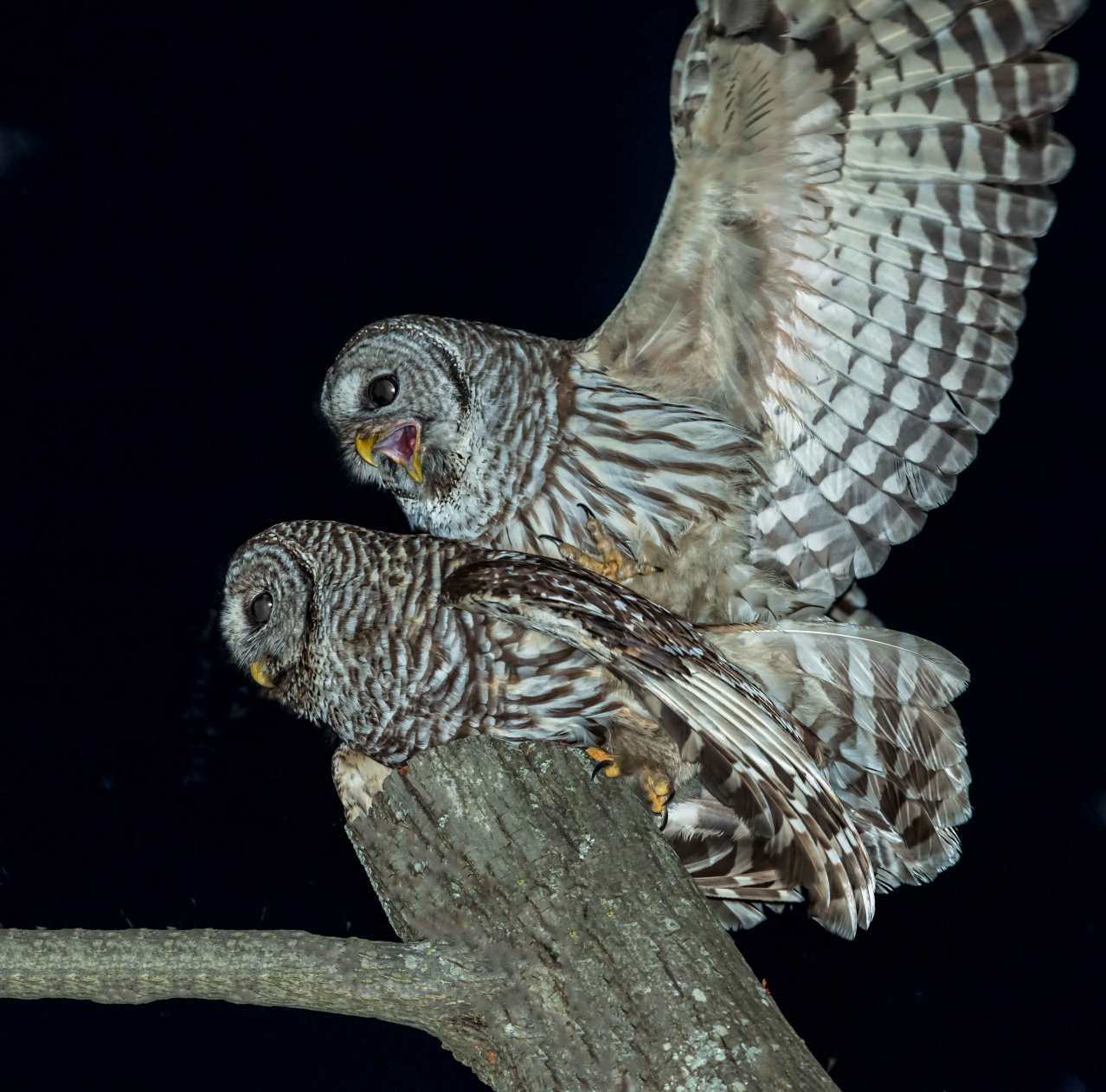 Barred Owls Mating | Stephen L Tabone Nature Photography