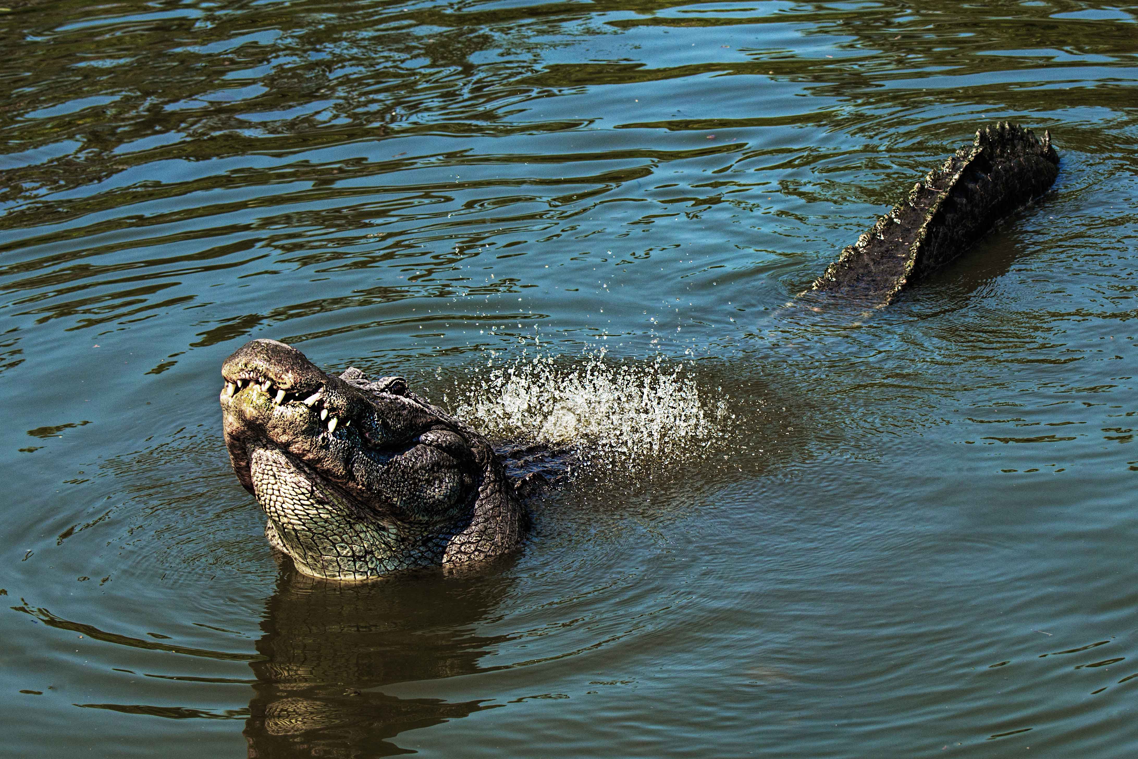 American Alligator Water Dance | Stephen L Tabone Nature Photography