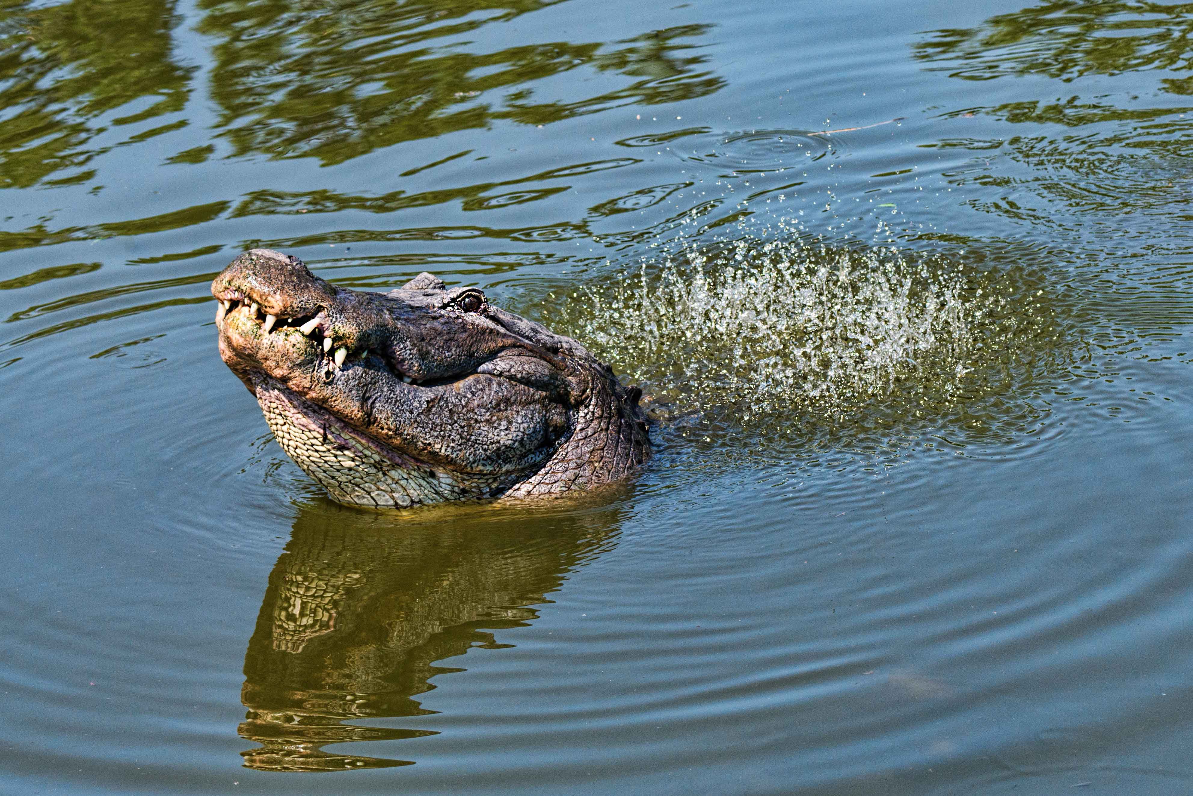 American Alligator Water Dance | Stephen L Tabone Nature Photography